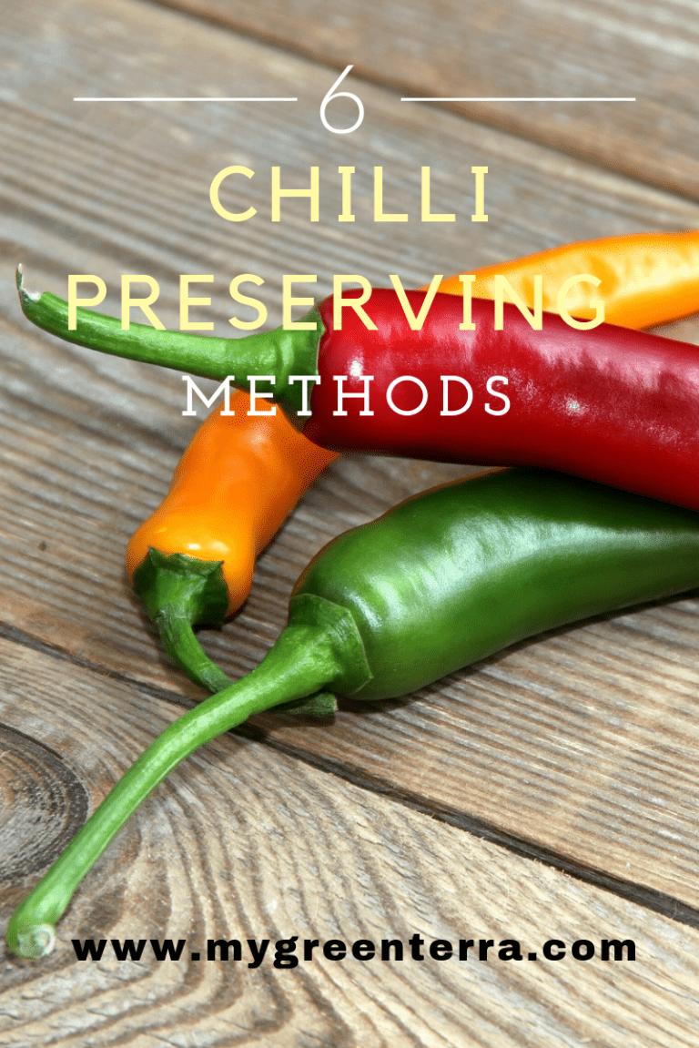 6 Methods To Preserve Excess Chillies - MyGreenTerra