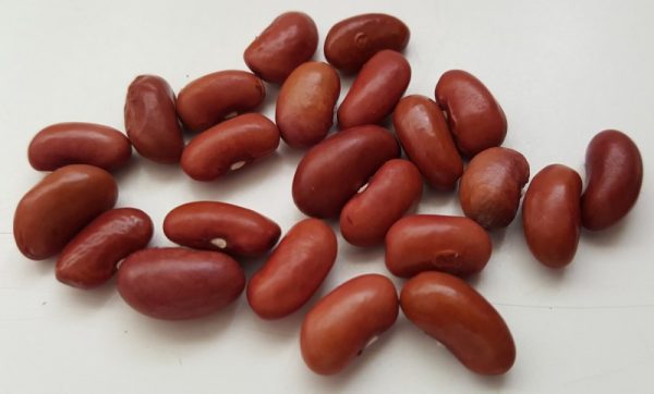 How To Grow Bountiful Beans! - MyGreenTerra - GrowYourOwn