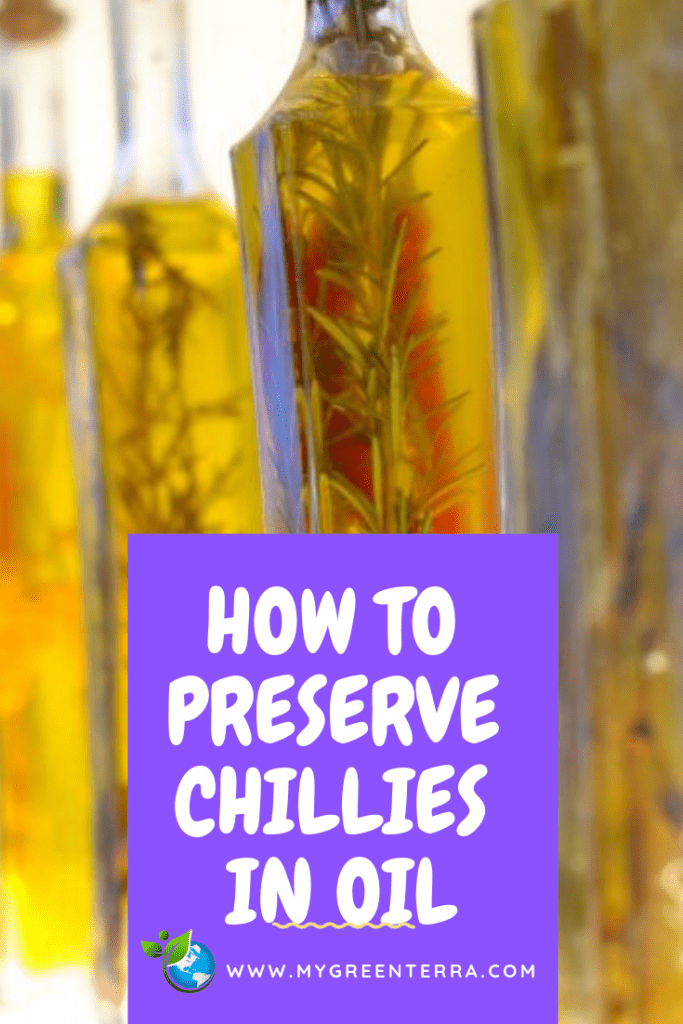 How To Preserve Chillies in Oil - MyGreen Terra - Grow Your Own