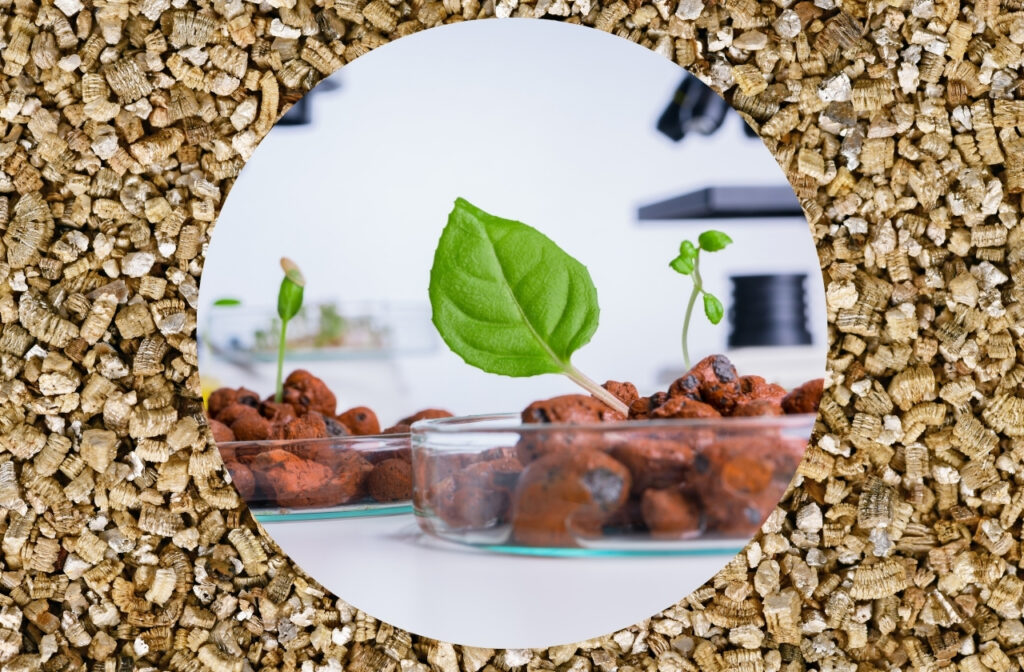 Top Hydroponic Growing Mediums: A Comprehensive Guide