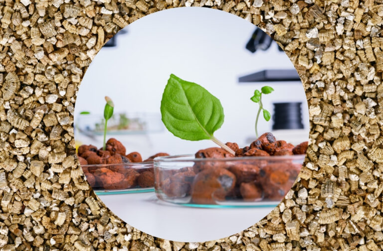 Top Hydroponic Growing Mediums: A Comprehensive Guide