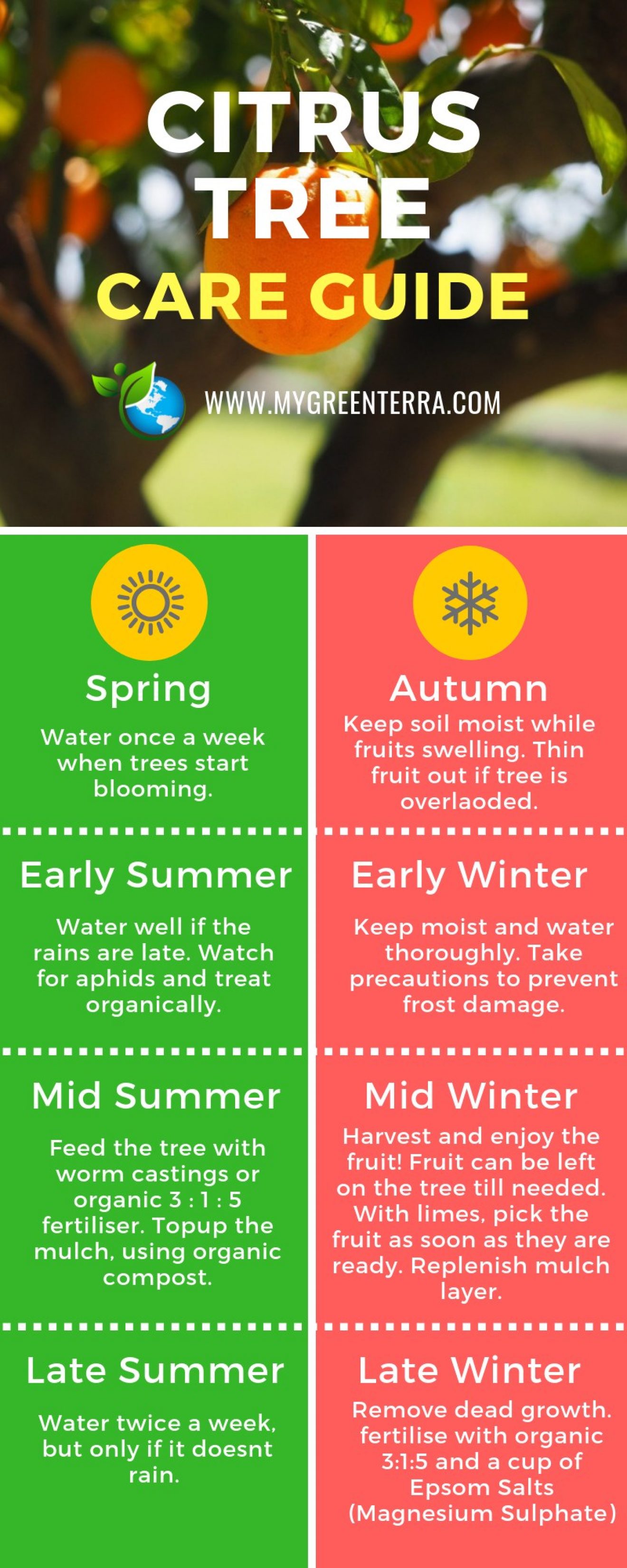 7 Tips On How To Grow Citrus Trees - MyGreenTerra - Grow Your Own