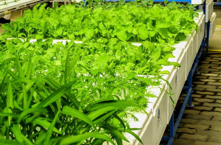 Ebb And Flow Hydroponics: A Complete Guide For Beginners - MyGreenTerra