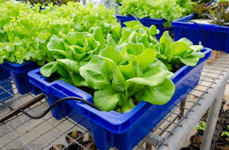 Ebb And Flow Hydroponics: A Complete Guide For Beginners - MyGreenTerra