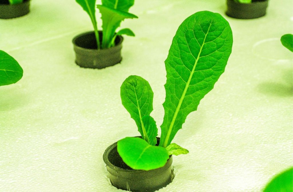 Static Solution Hydroponics: Beginner's Guide to hydroponics