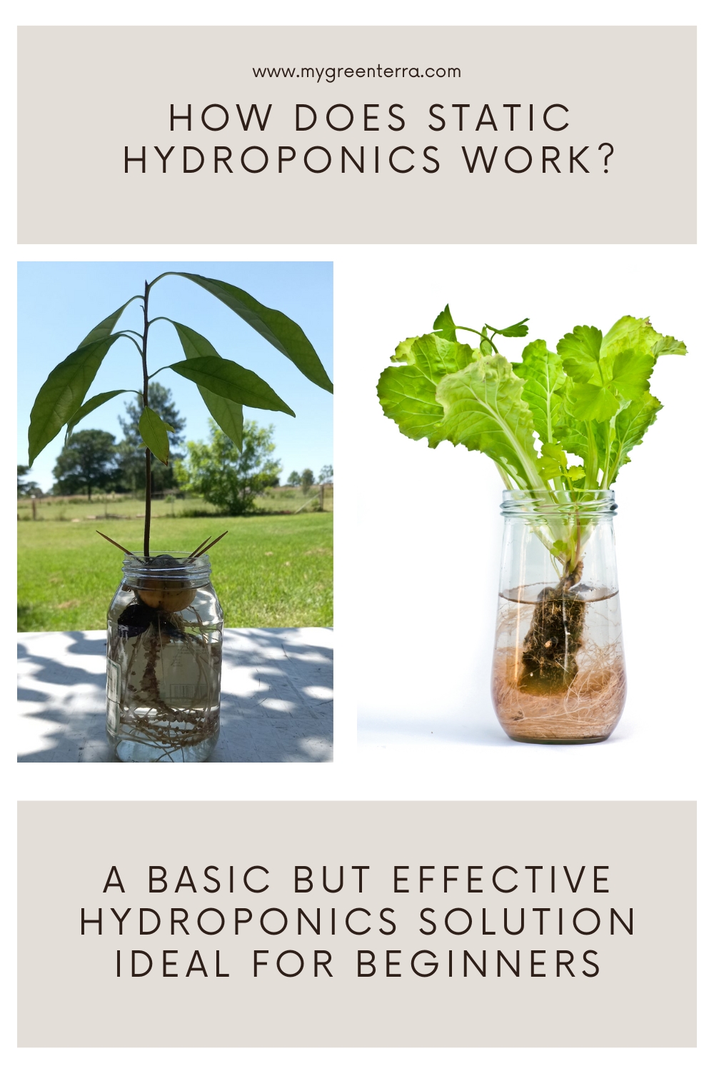 Static Solution Hydroponics: Beginner's Guide to hydroponics