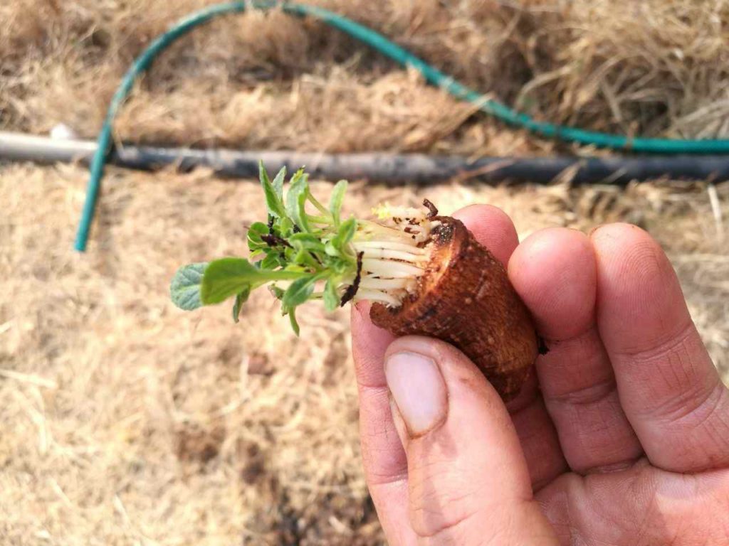 Grow Mullein The Easy Way - MyGreenTerra.com - Healthy Herbs
