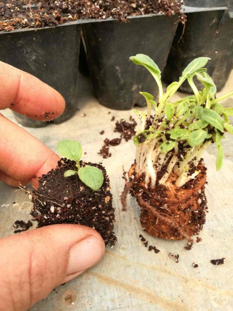 Grow Mullein The Easy Way - MyGreenTerra.com - Healthy Herbs