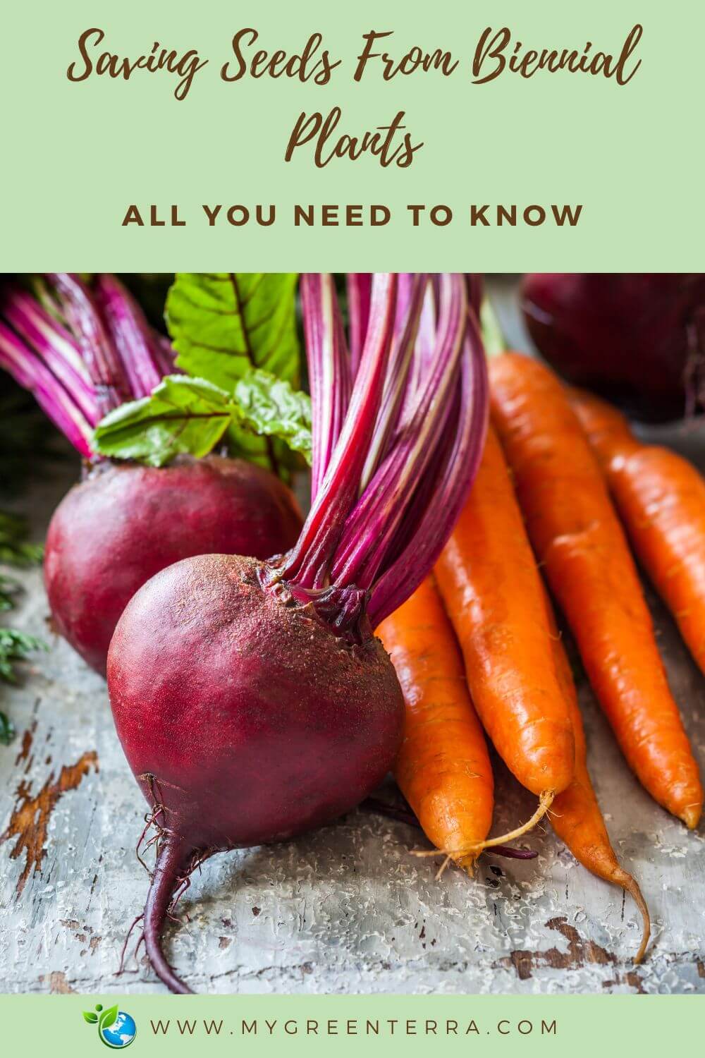 Seed Saving From Biennial Plants: Carrots, Beets, and Onions