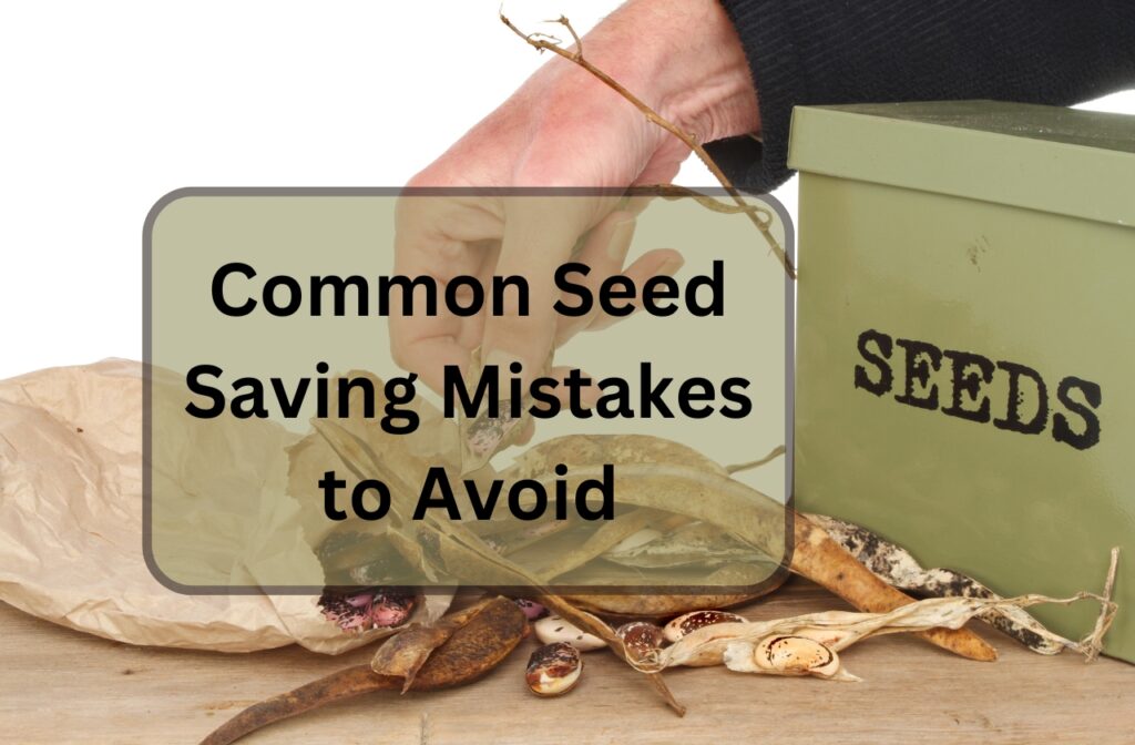 Common Mistakes in Seed Saving and How to Avoid Them - MyGreenTerra