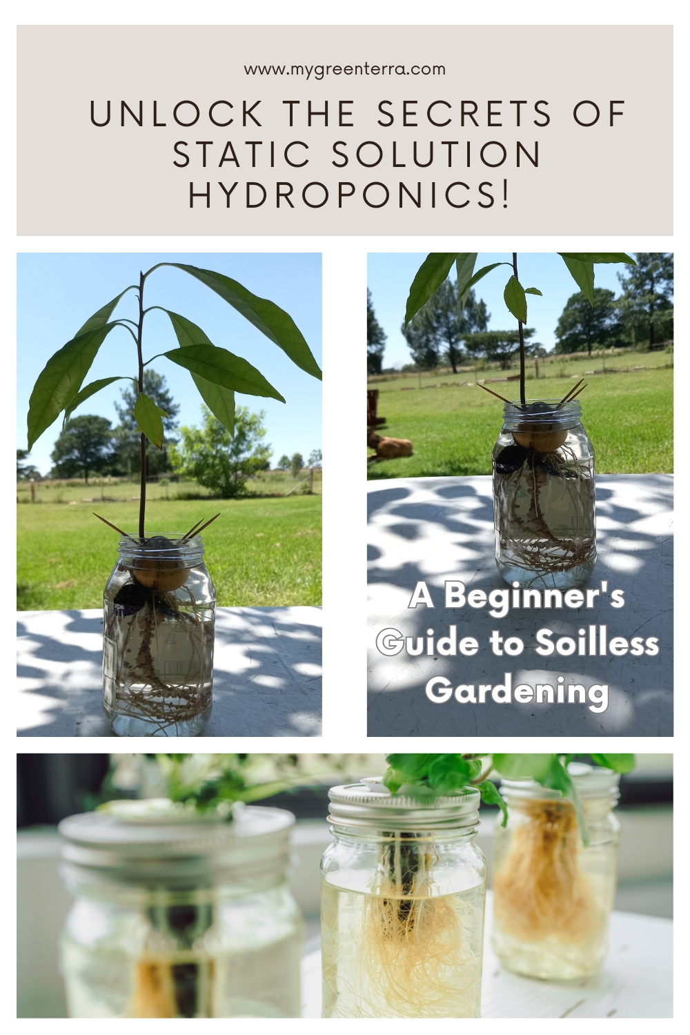 Static Solution Hydroponics: Beginner's Guide to hydroponics