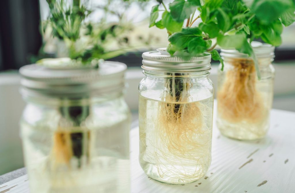 Static Solution Hydroponics: Beginner's Guide to hydroponics